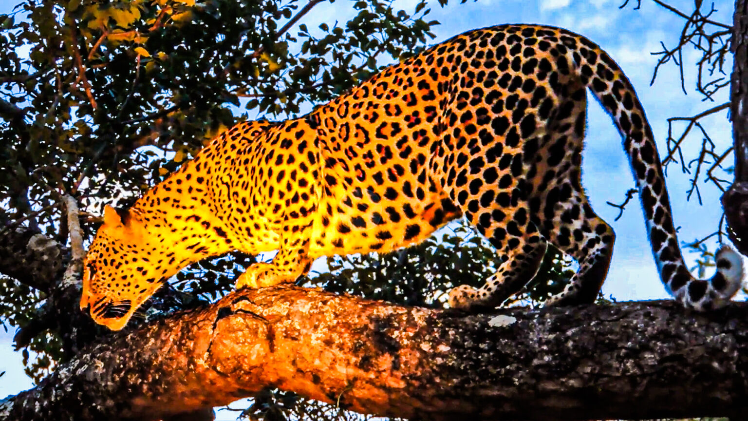 Watch Leopard Calling For Cubs In Touching Safari Moment