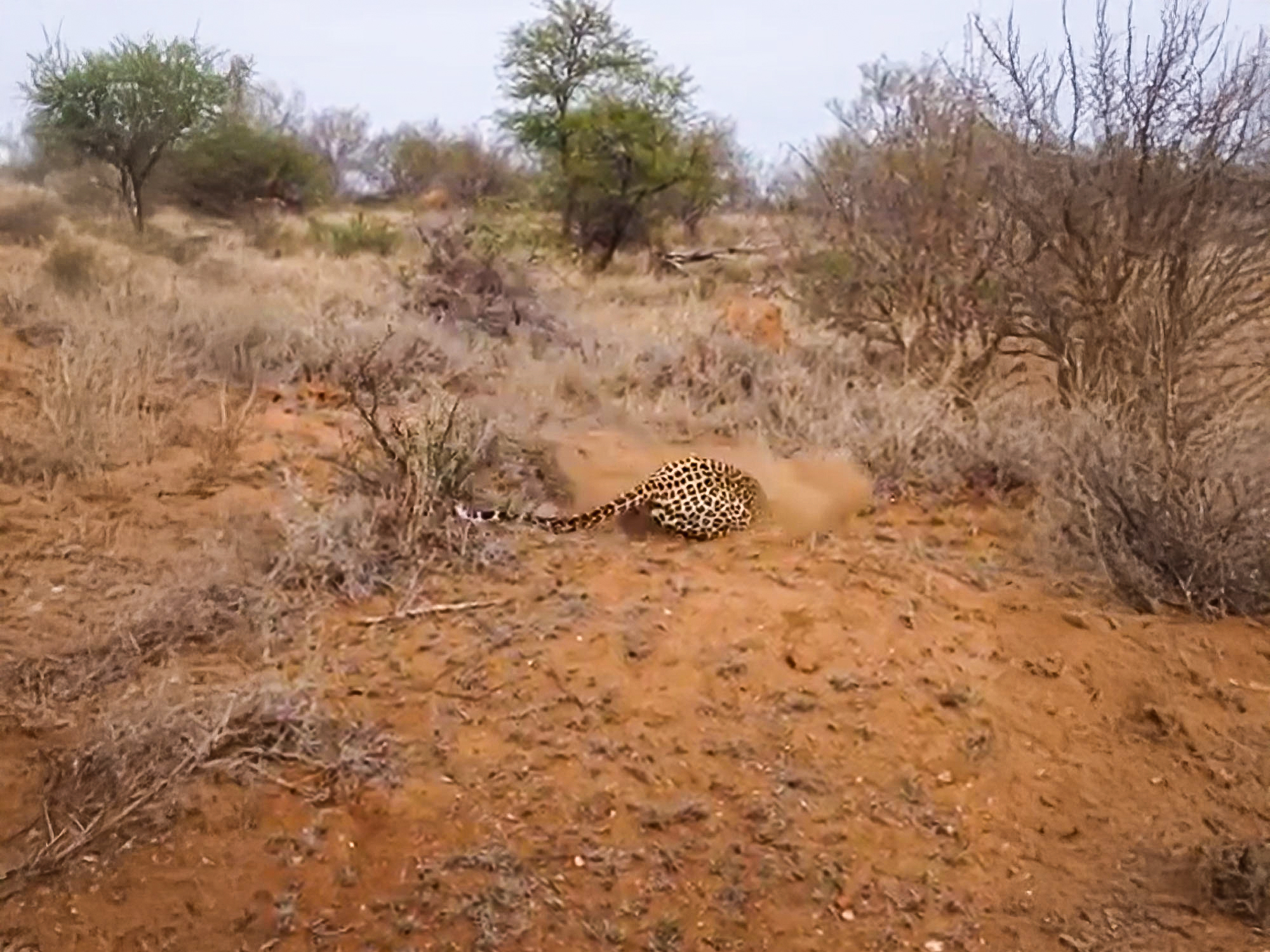 Watch: Leopard Captures Warthog Hiding In Burrow