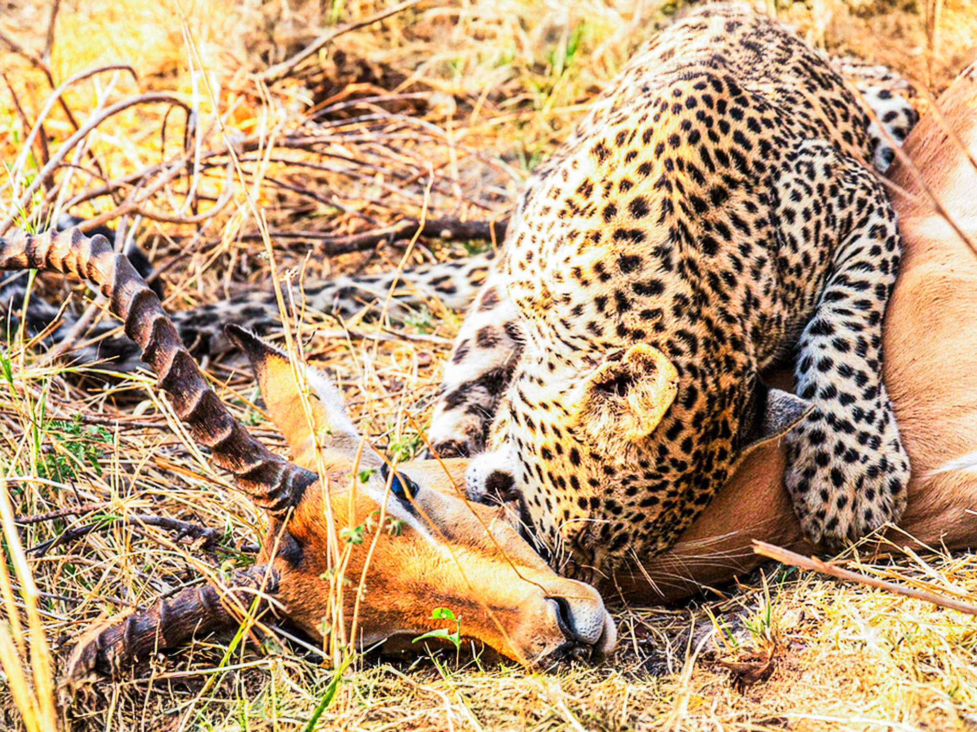 Leopard Steals Kill From Pack Of Hyenas