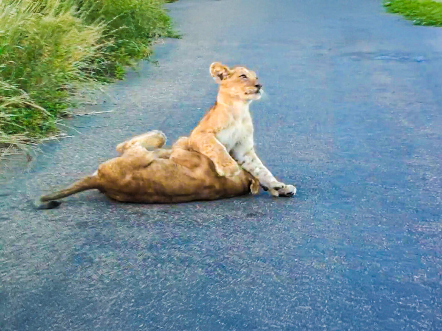 Watch: Lion Cub Madness In Cutest Sighting Ever