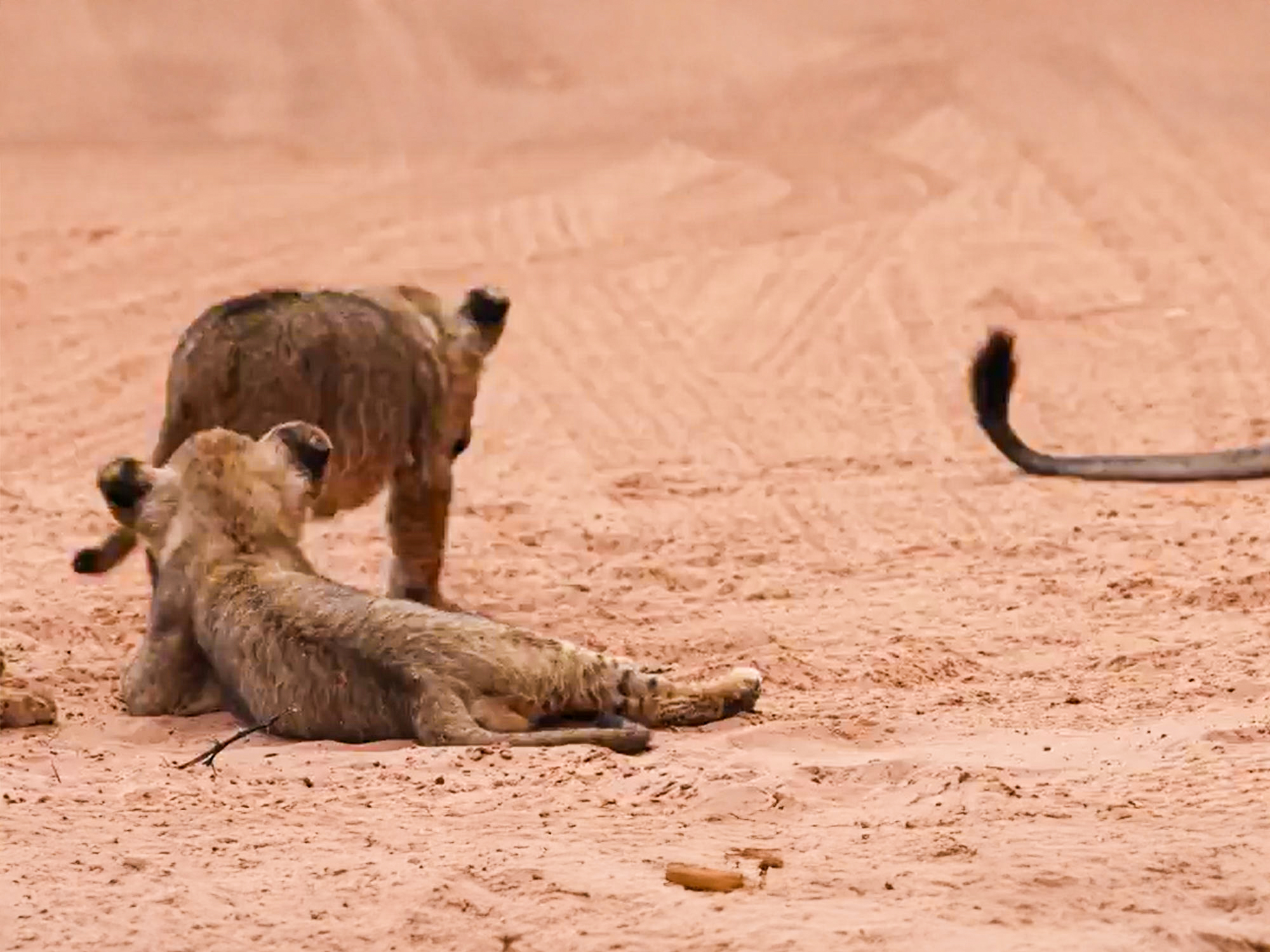 Lion Cub VS Lion Dads Tail Catching Challenge
