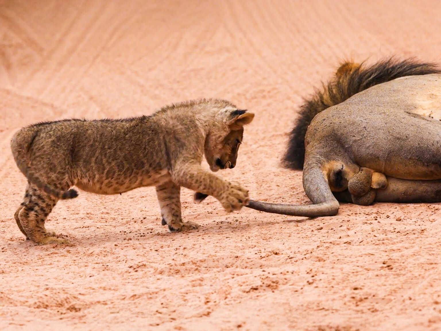 Lion Cub VS Lion Dads Tail Catching Challenge
