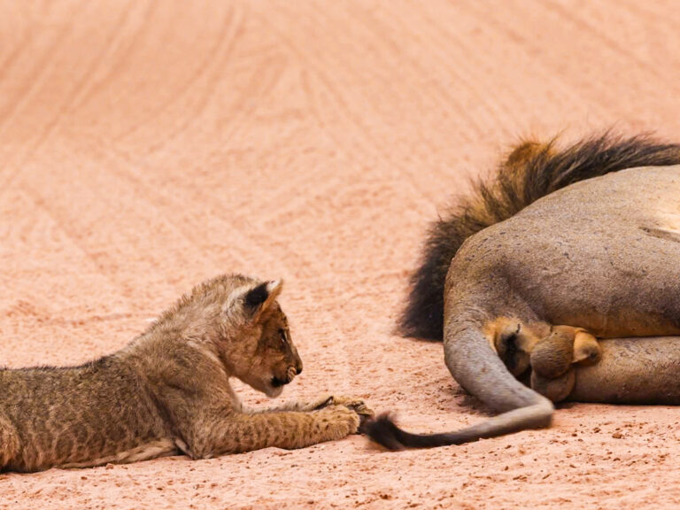 Lion Cub VS Lion Dads Tail Catching Challenge