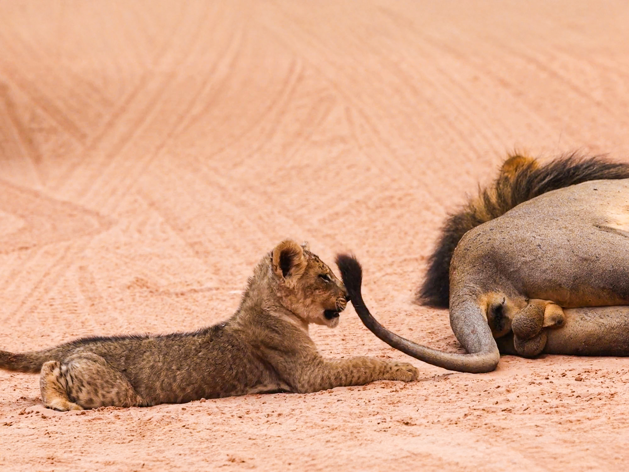 Lion Cub VS Lion Dads Tail Catching Challenge