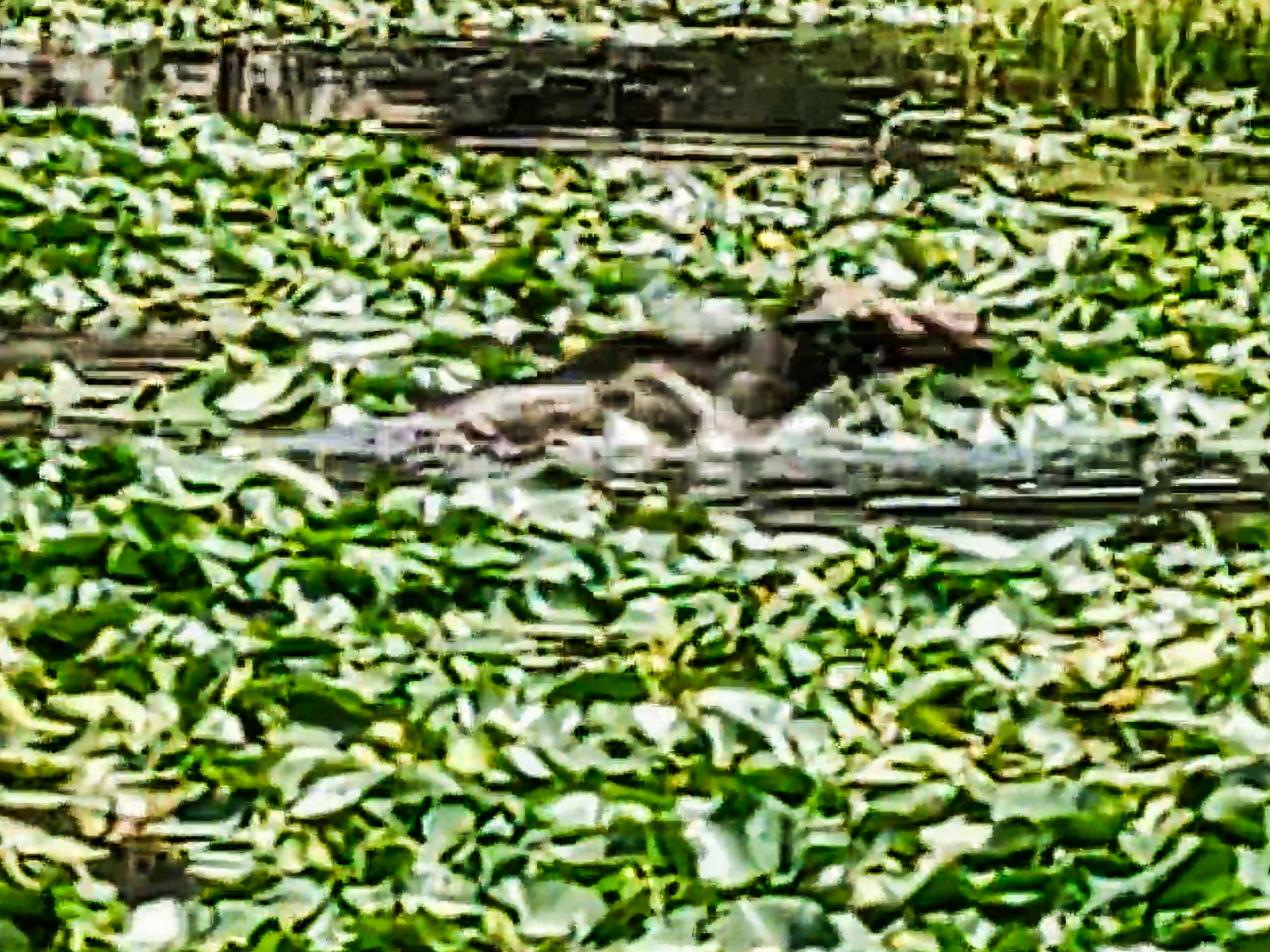 Moose Takes A Dive For A Refreshing Meal