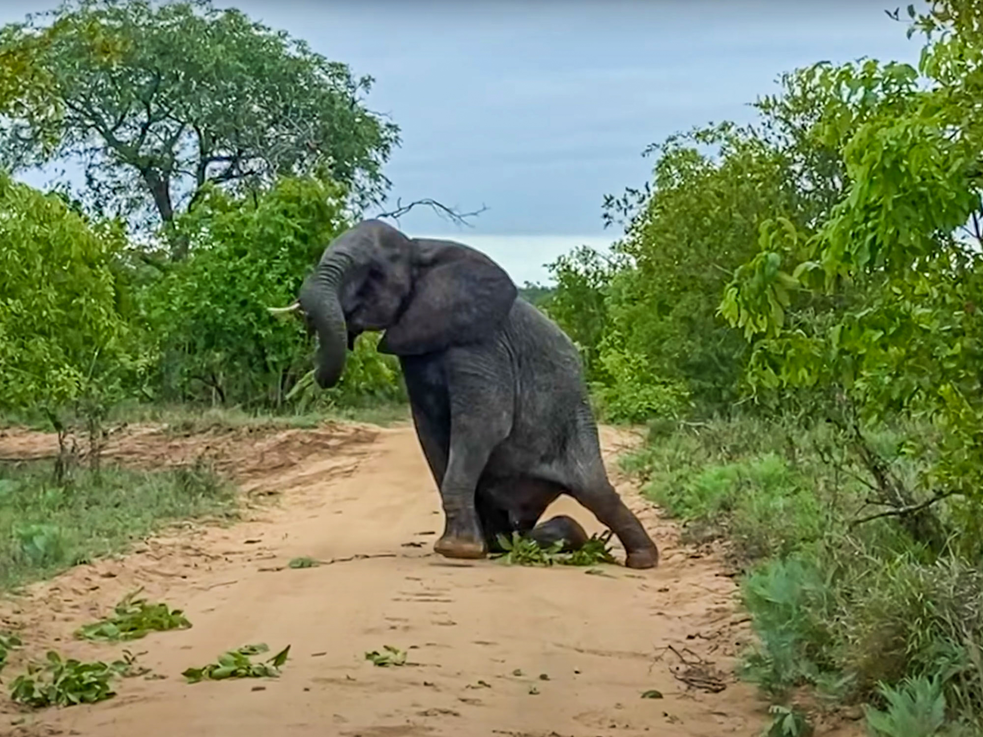 Naughty Elephant Throws At Tourist