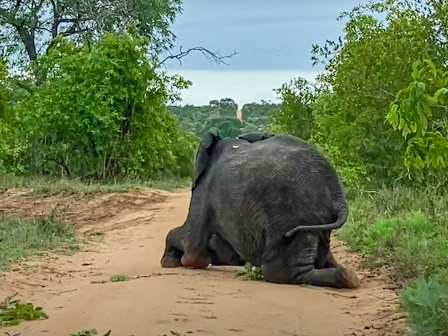 Naughty Elephant Throws At Tourist