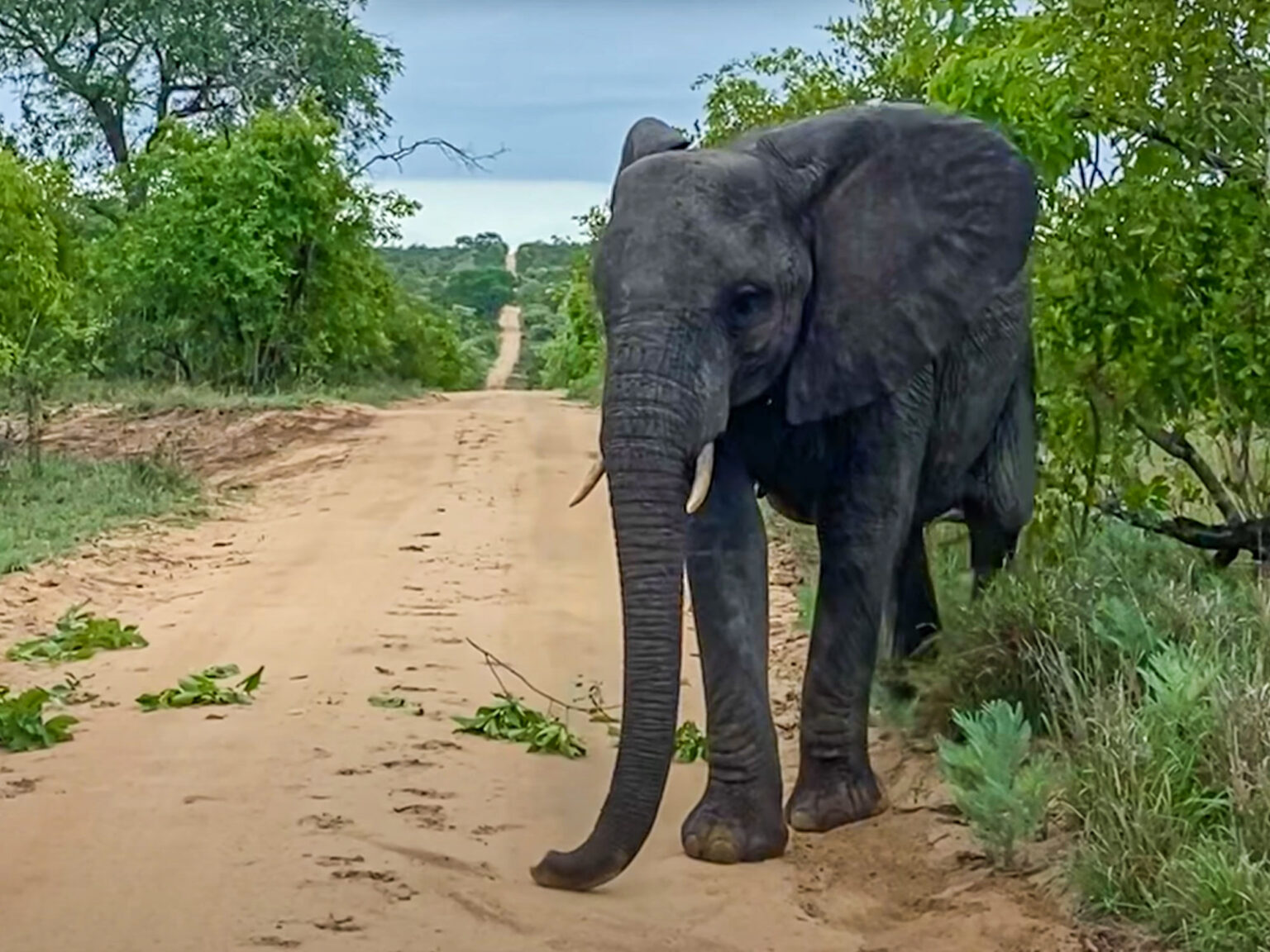 Naughty Elephant Throws At Tourist