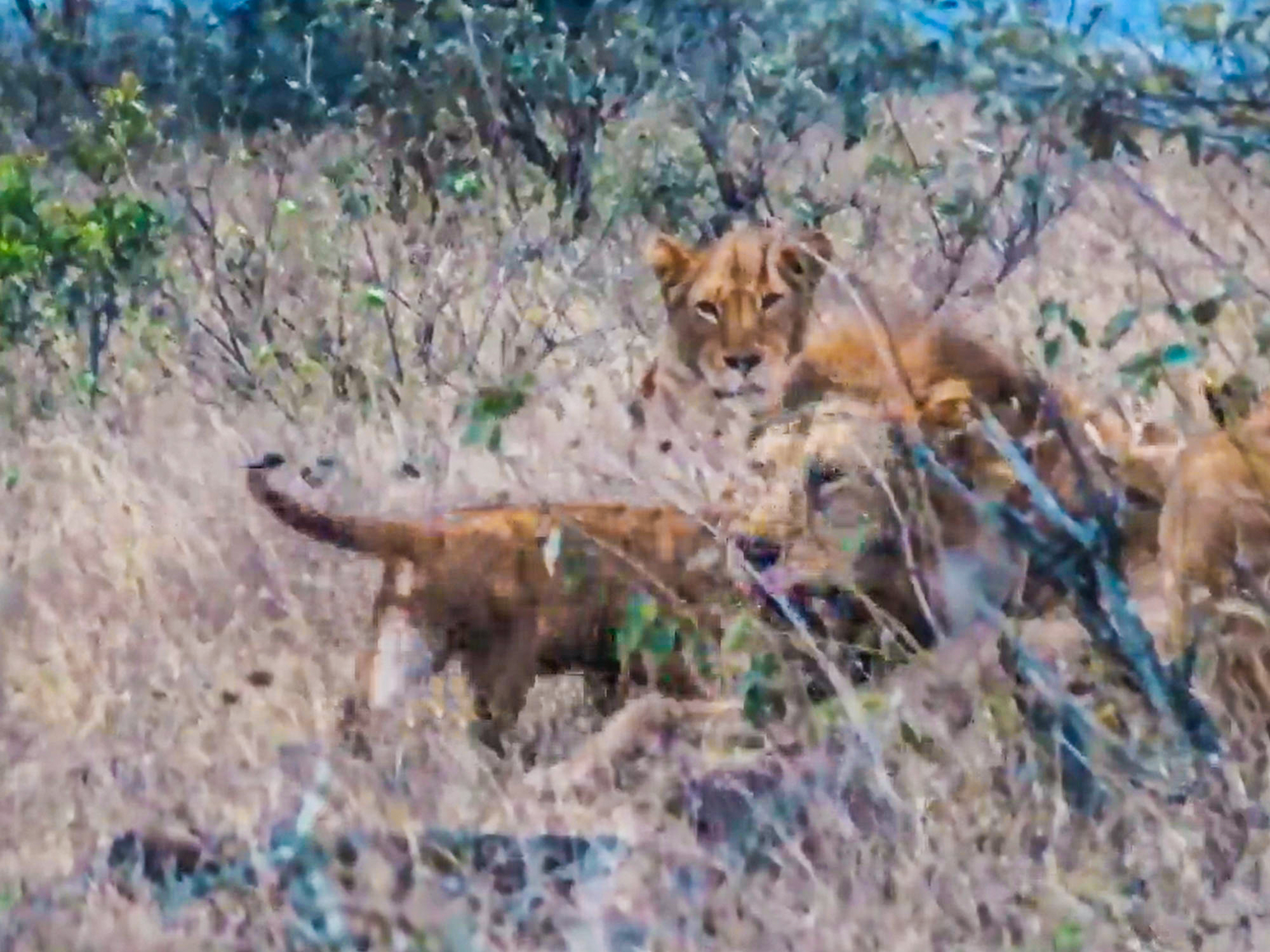 Rare White Lion Cub Stands Out In Its Family