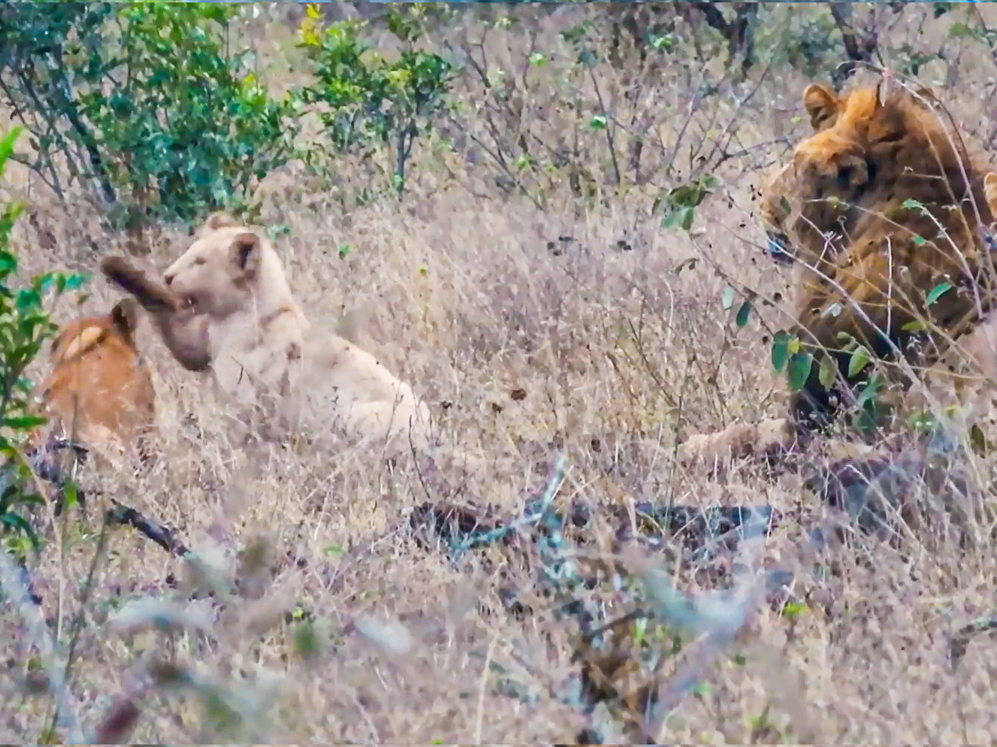 Rare White Lion Cub Stands Out In Its Family