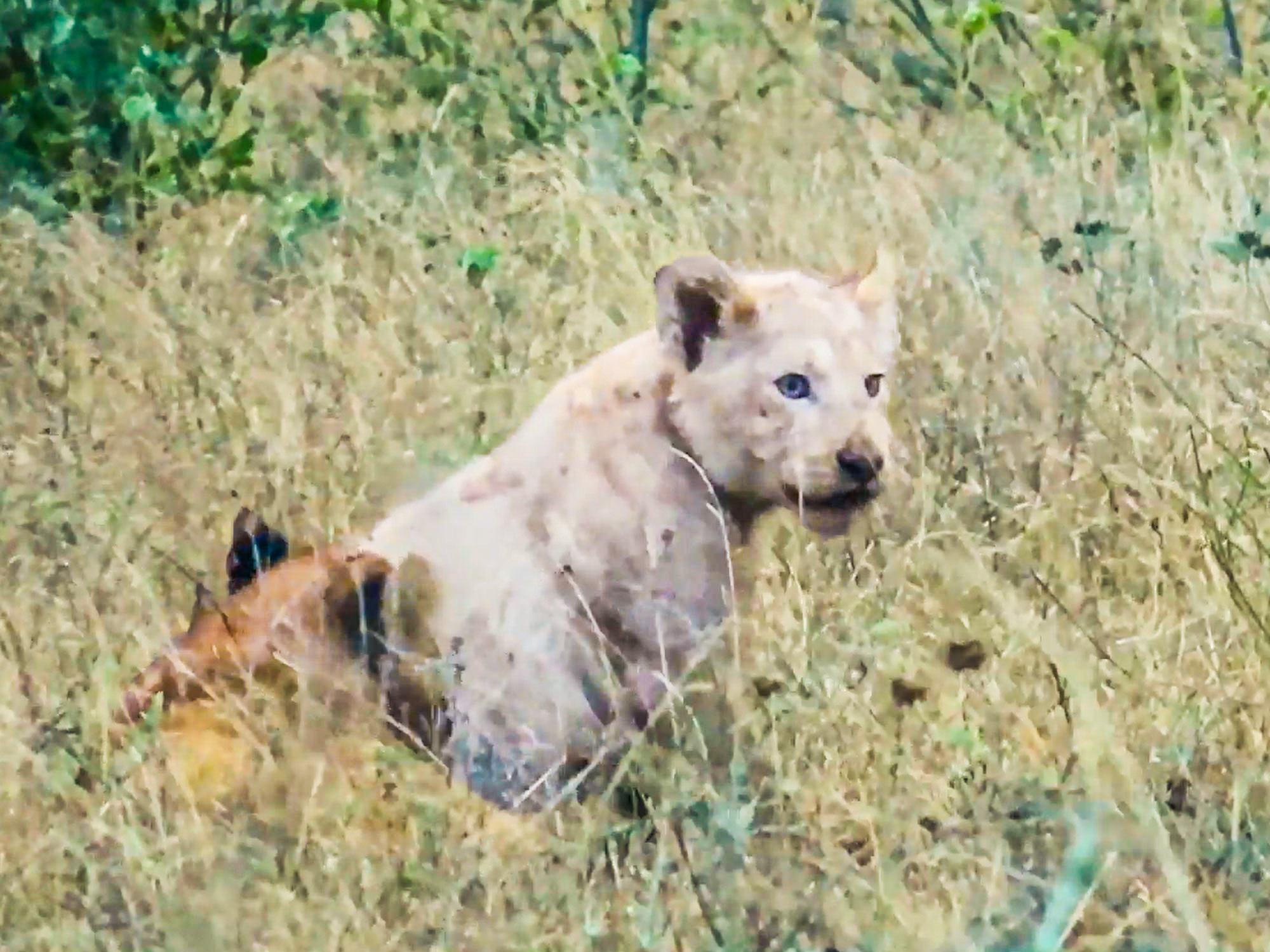 Rare White Lion Cub Stands Out In Its Family
