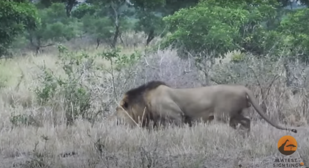 Watch: Male Lions Capture Buffalo Mother And Calf