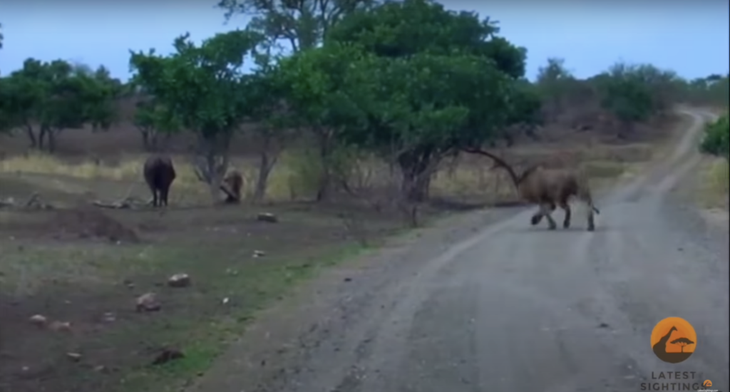 Watch: Male Lions Capture Buffalo Mother And Calf