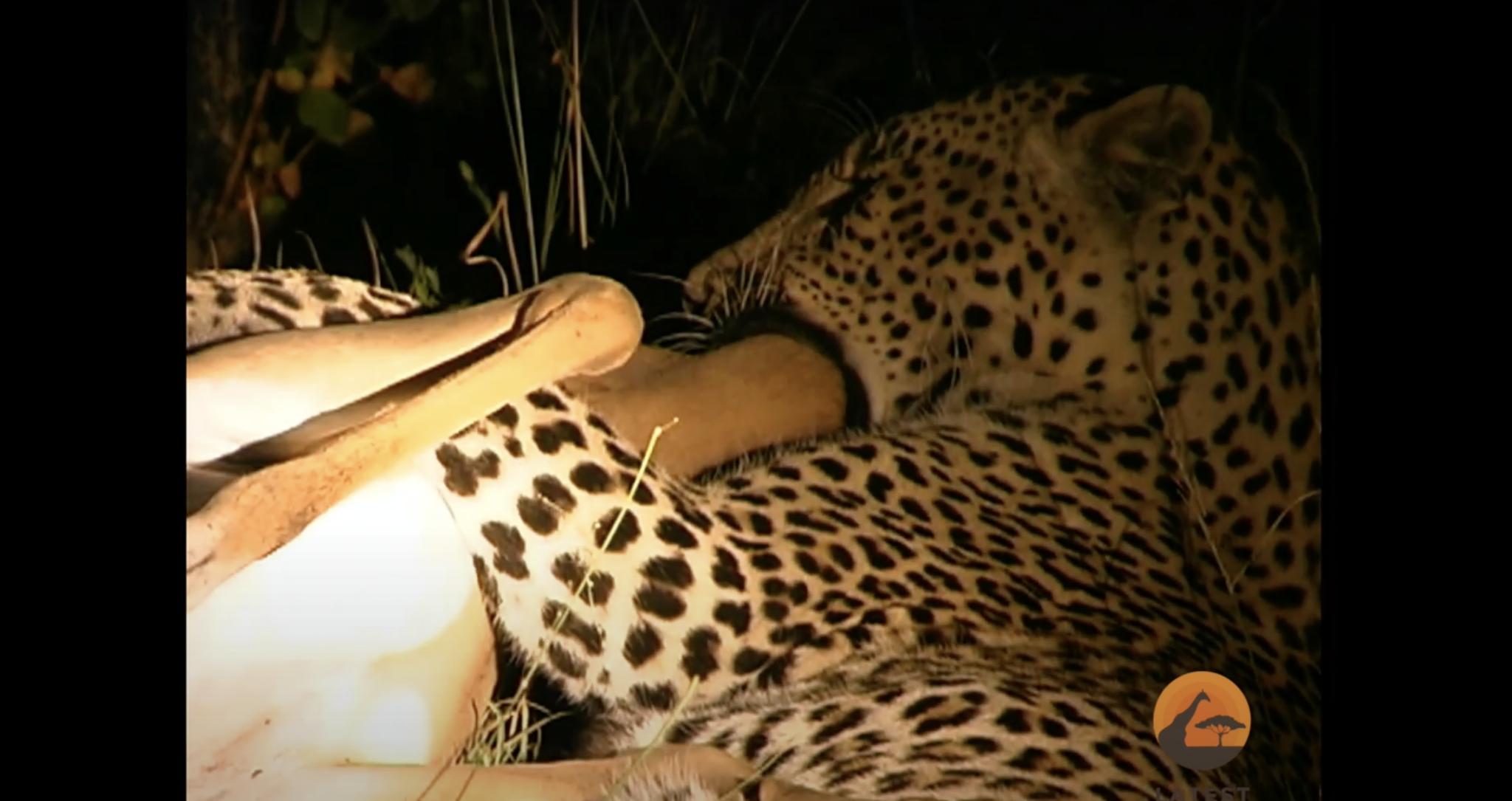 Hyenas Dominate Leopard And Steal Its Kill