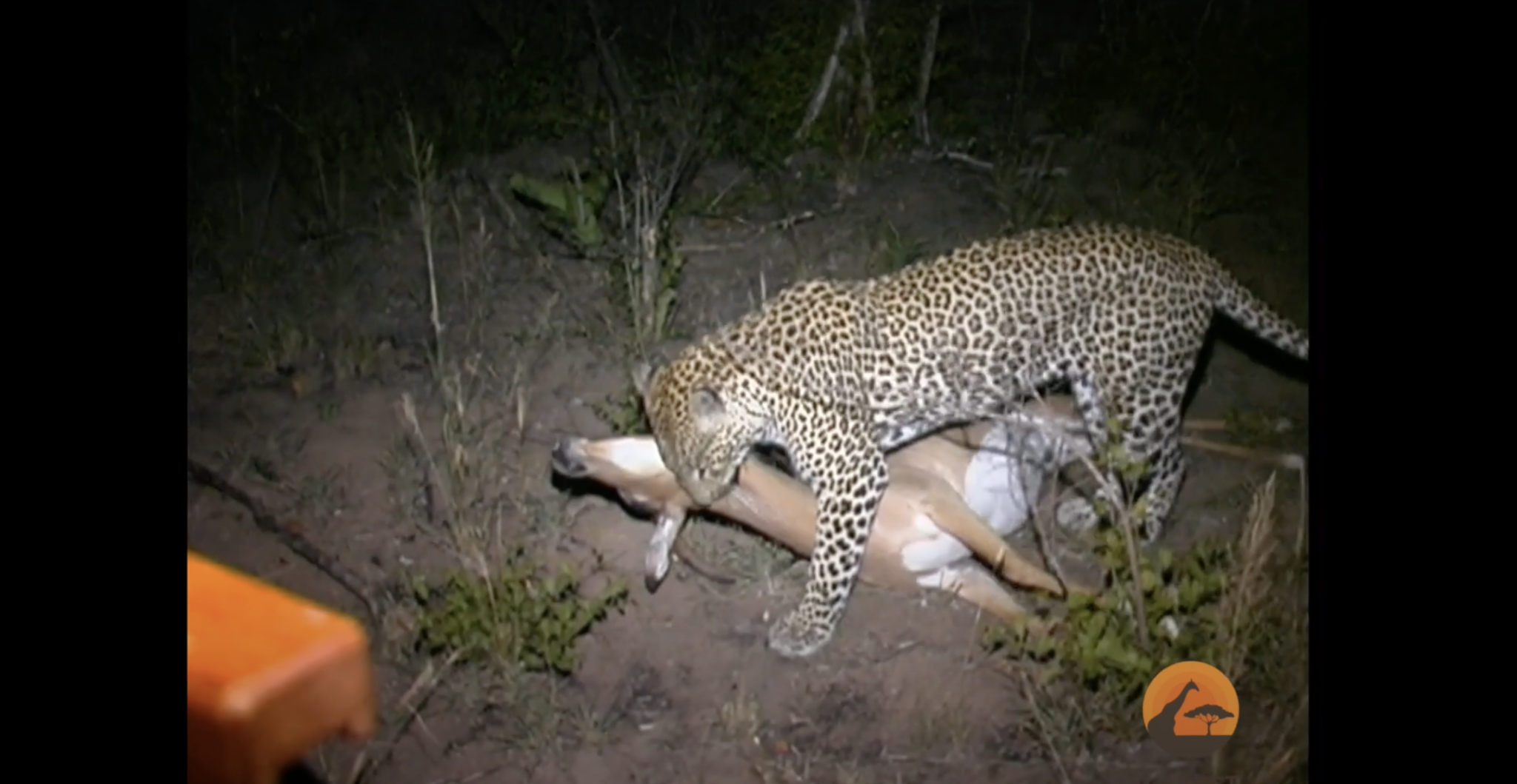 Hyenas Dominate Leopard And Steal Its Kill