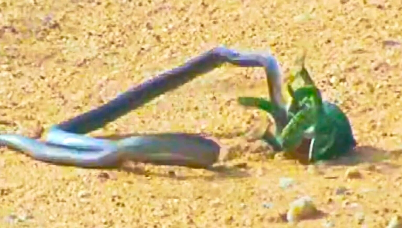 Boomslang Snake Versus Chameleon In Tree Showdown