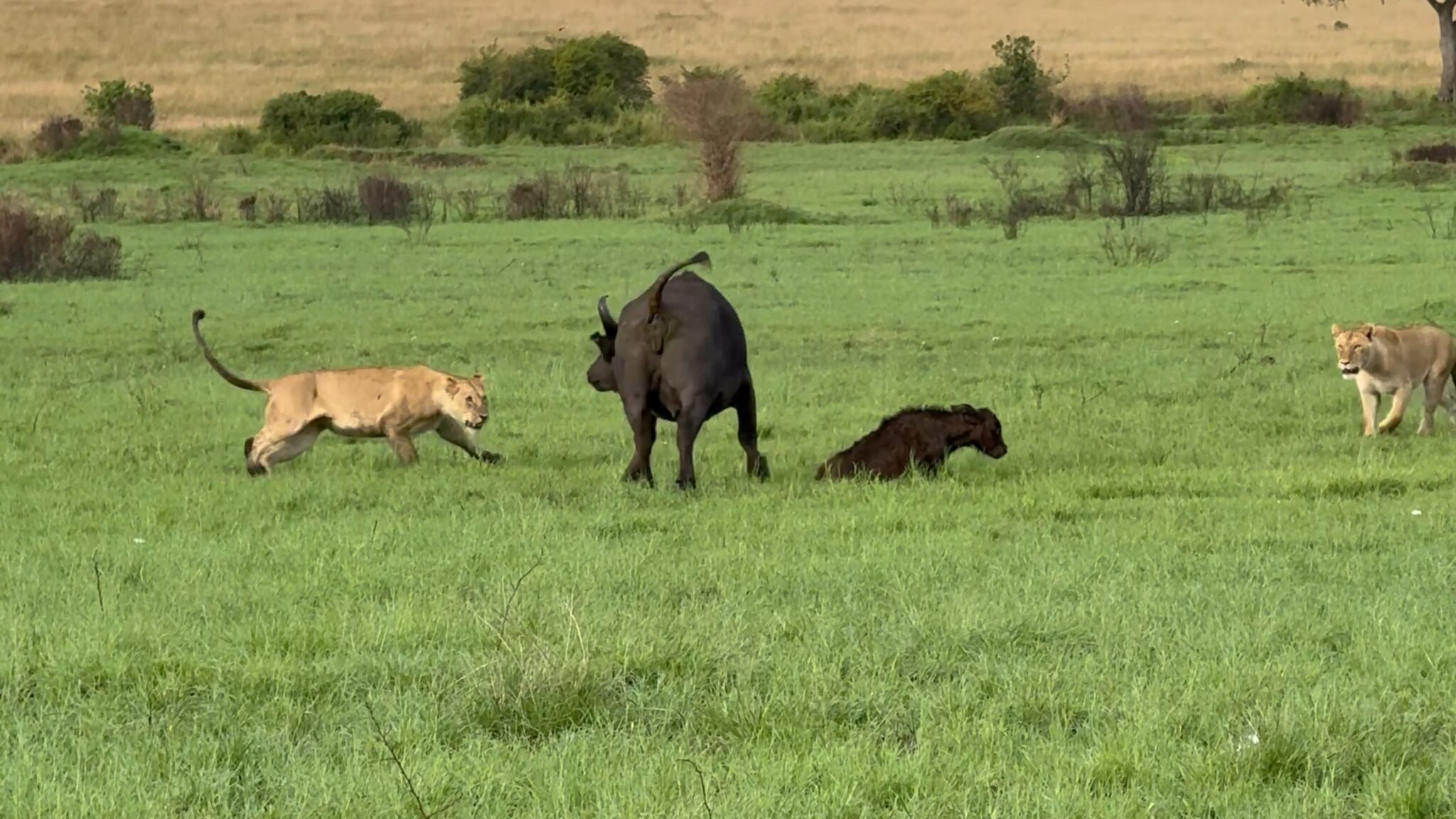 Buffalo mother and Herd try to Save Calf from pride of Lions - Wildlife ...