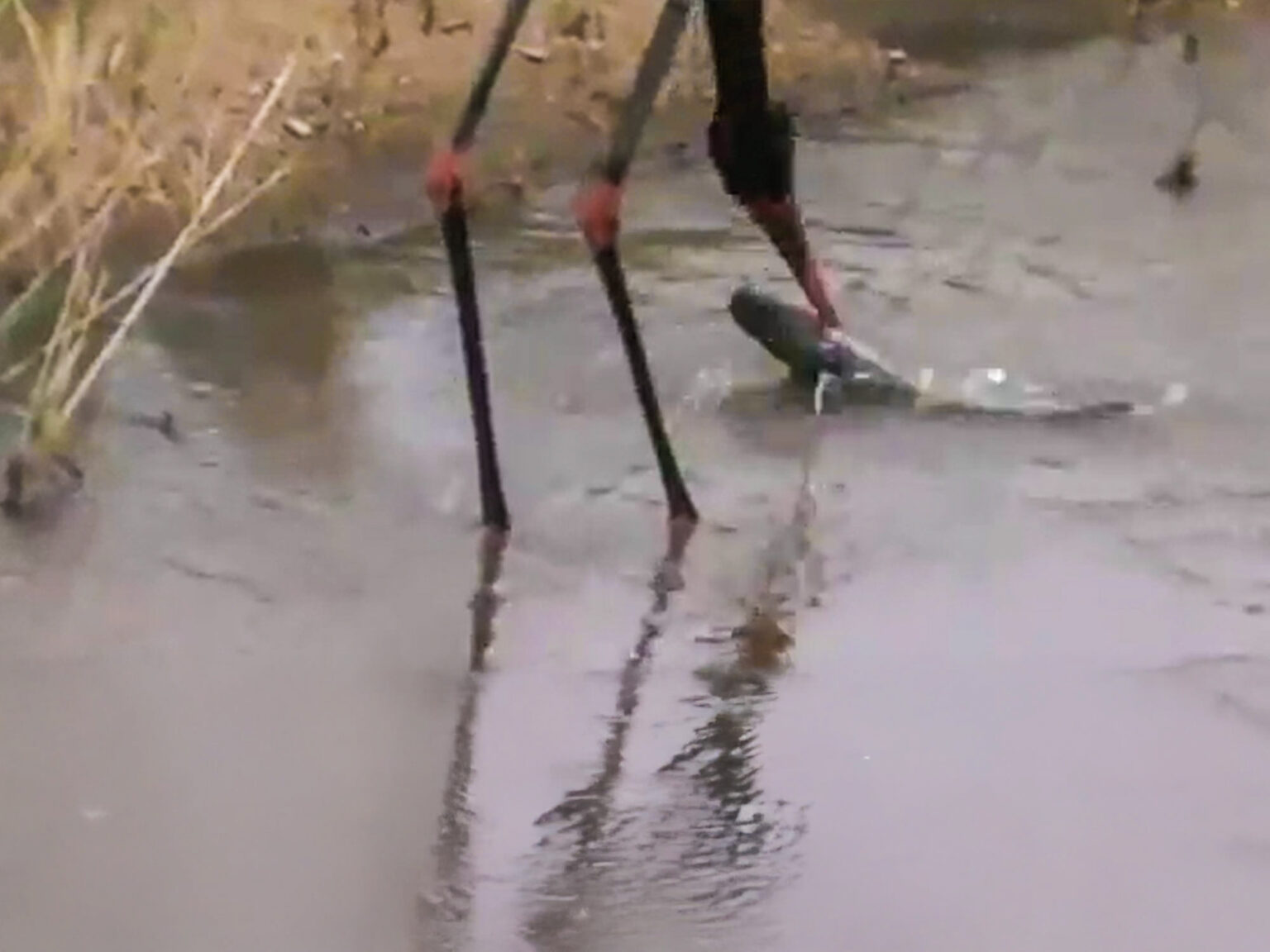 Watch: Stork Struggles To Swallow Massive Fish