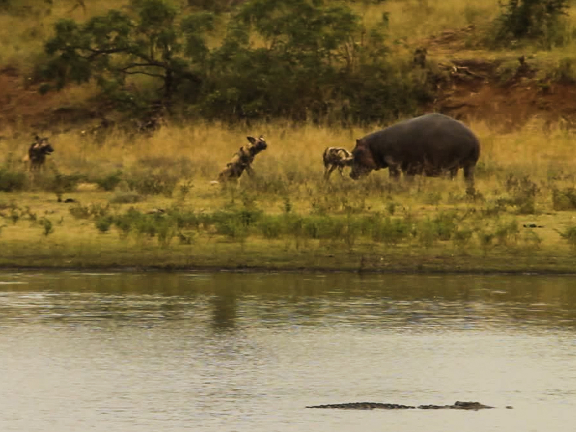 Wild Dogs vs Hippo In Unforgettable Confrontation