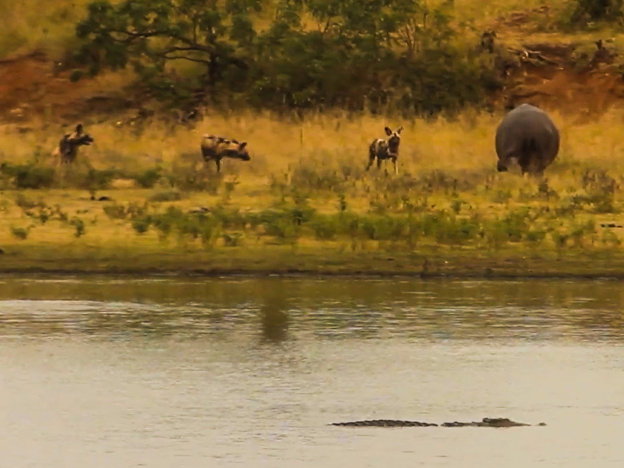 Wild Dogs vs Hippo In Unforgettable Confrontation
