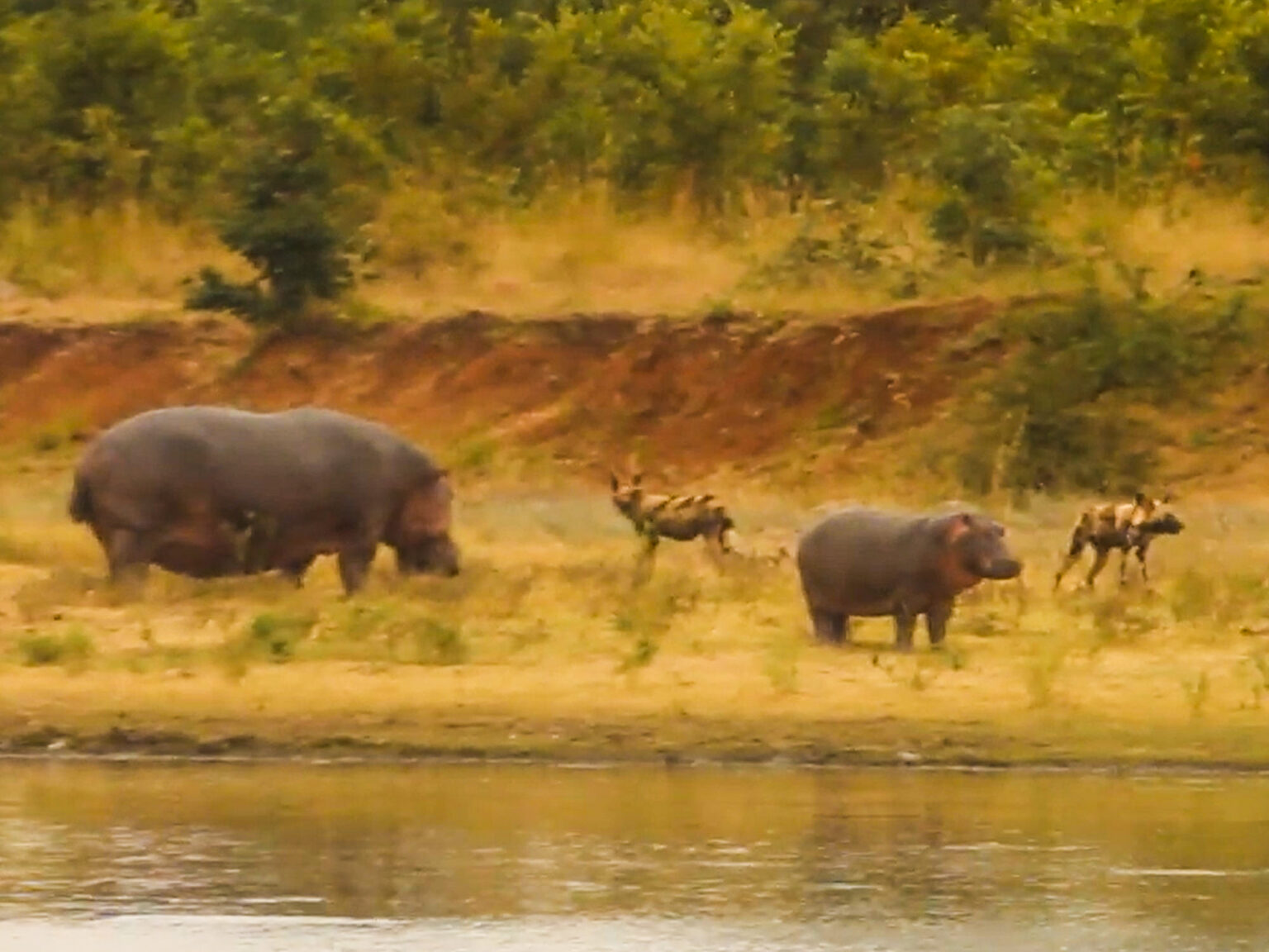 Wild Dogs vs Hippo In Unforgettable Confrontation