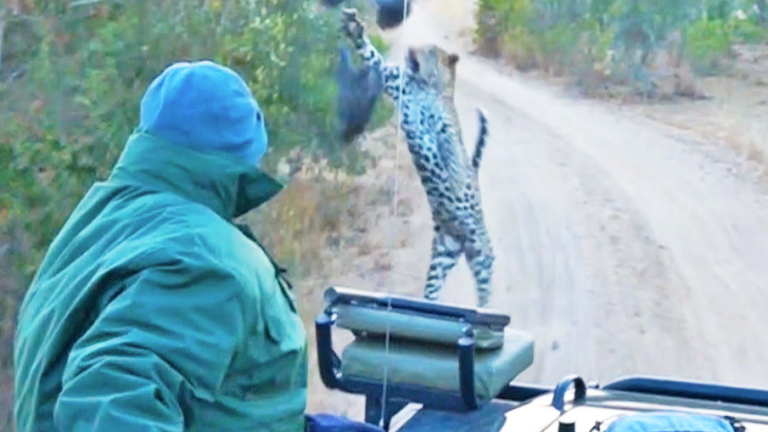Watch: Surprise Leopard Hunt Caught On Camera