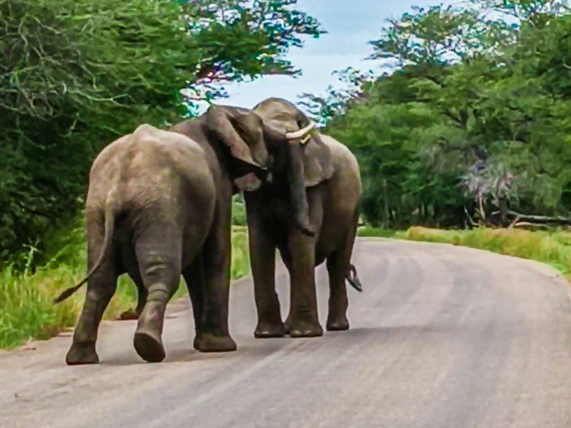 Uncomfortable Toilet Moment For Elephant While Fighting