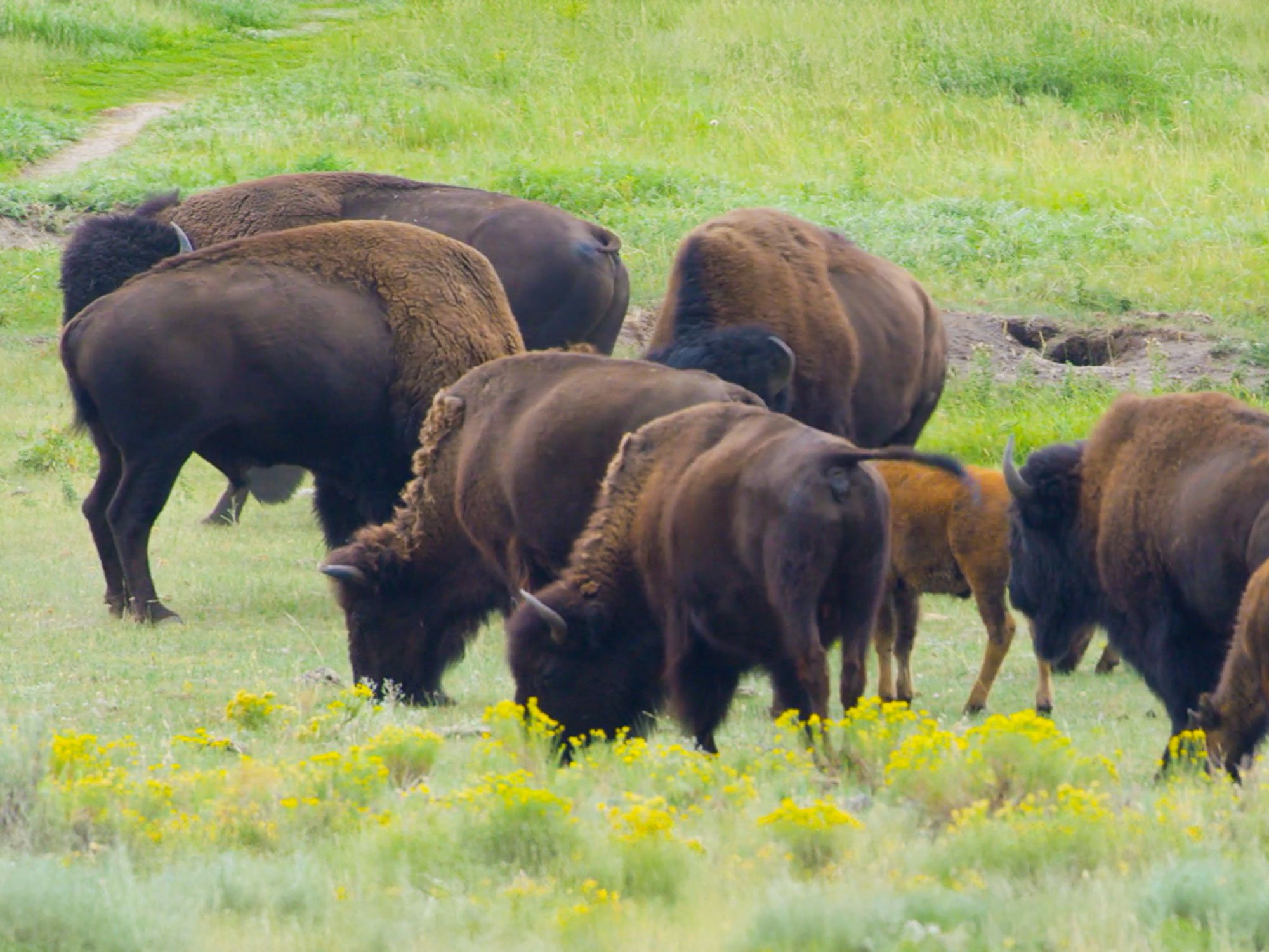 Bison Bulls Collide In Slow Motion Showdown