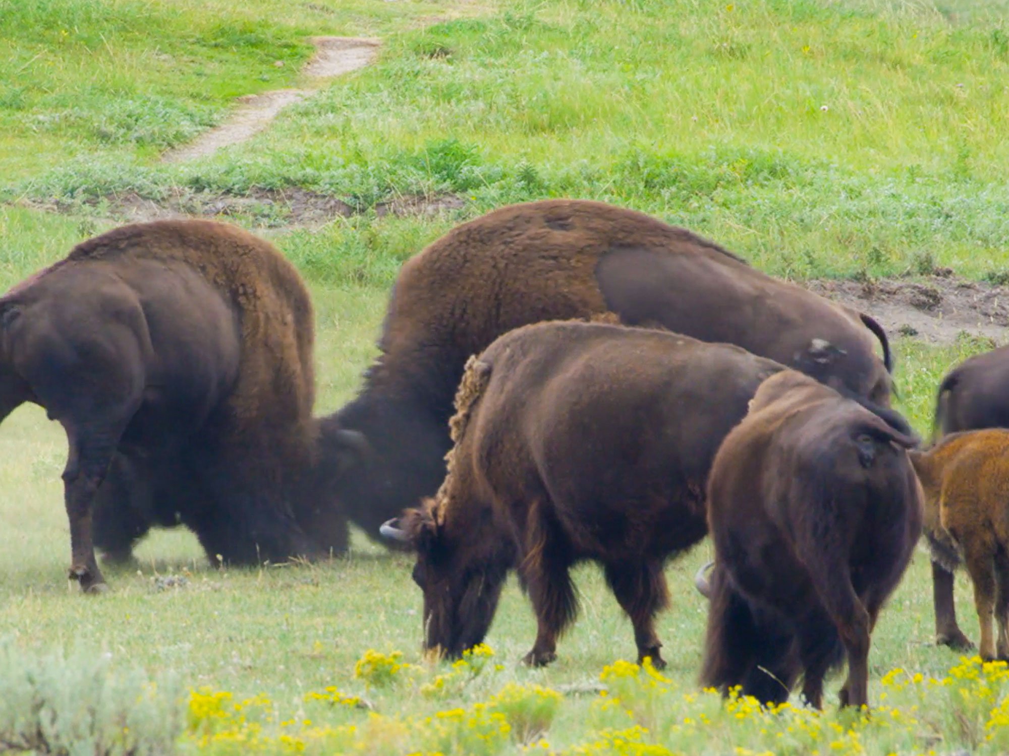 Bison Bulls Collide In Slow Motion Showdown