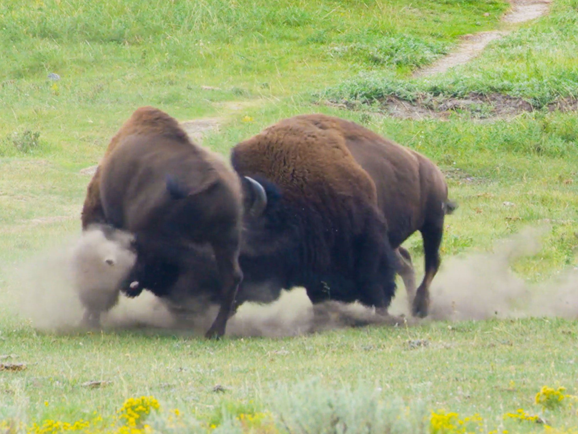 Bison Bulls Collide In Slow Motion Showdown