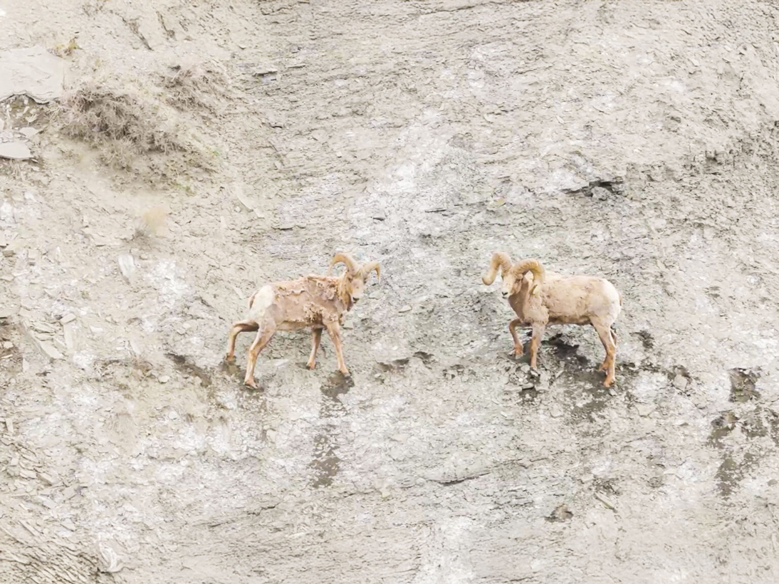 Bighorn Sheep Walk Crumbly Cliffs With Ease