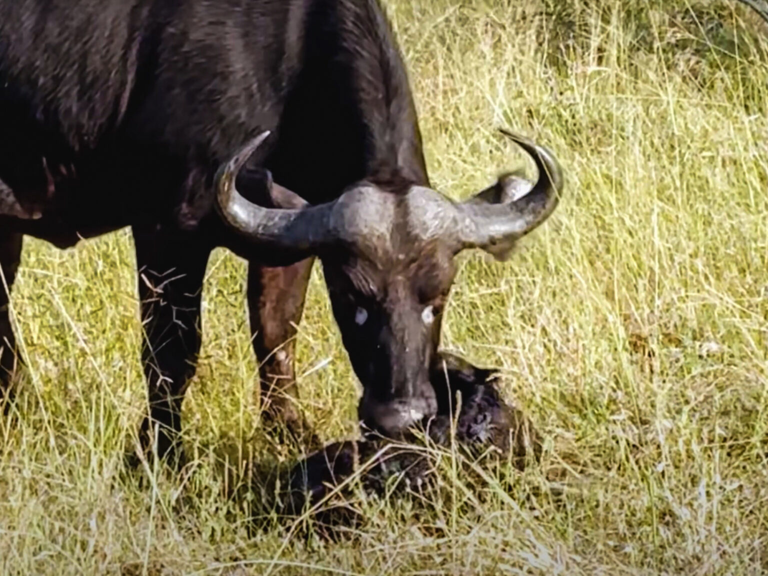 Watch How Fast Buffalo Walks After Being Born