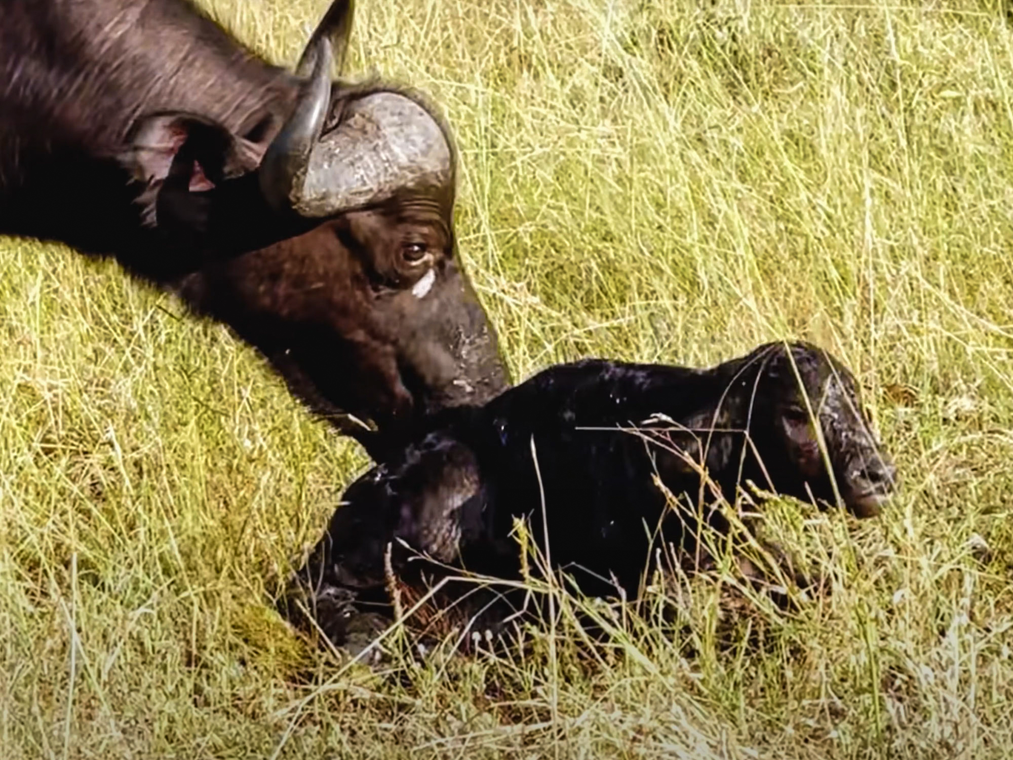 Watch How Fast Buffalo Walks After Being Born