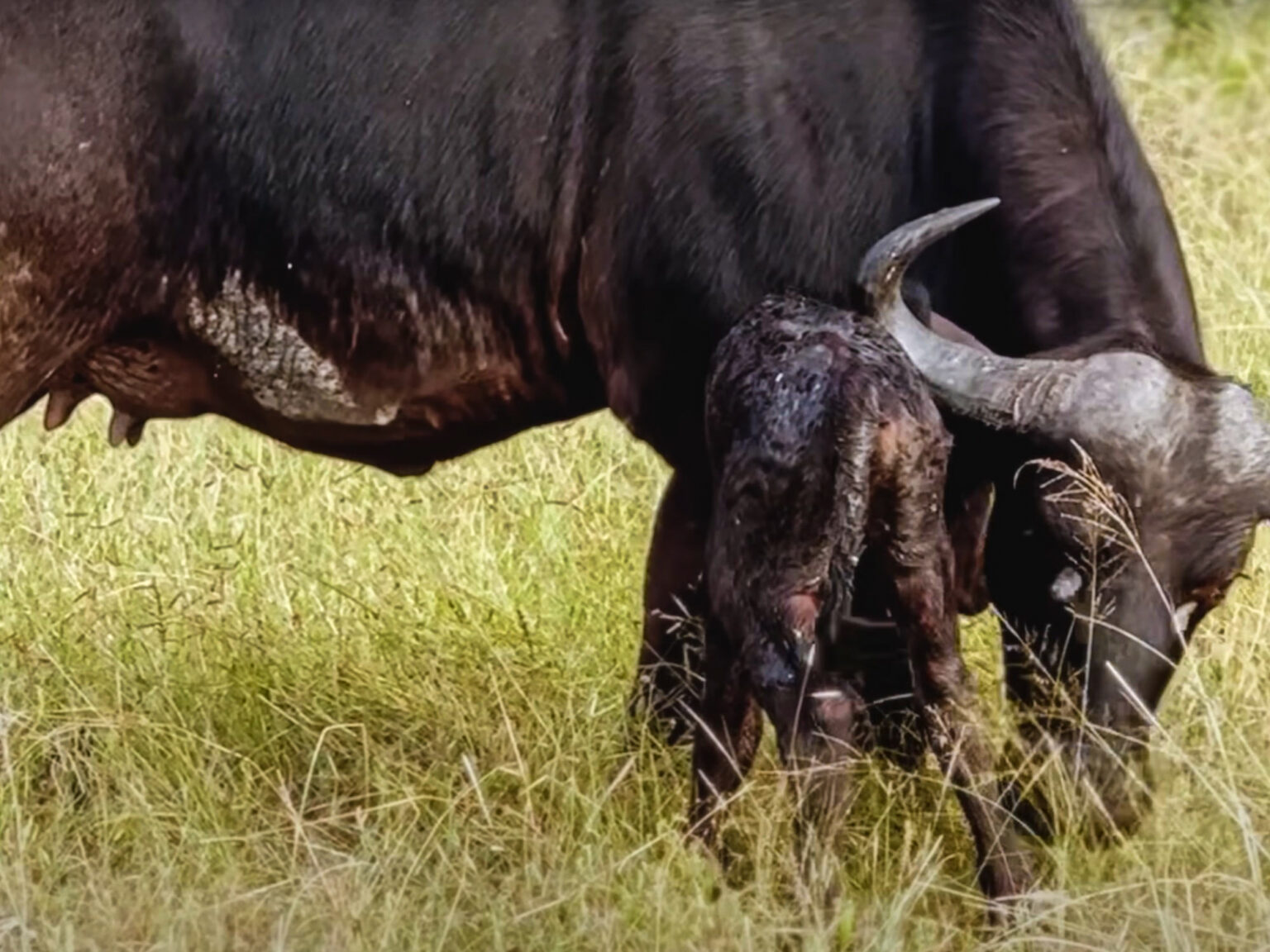 Watch How Fast Buffalo Walks After Being Born