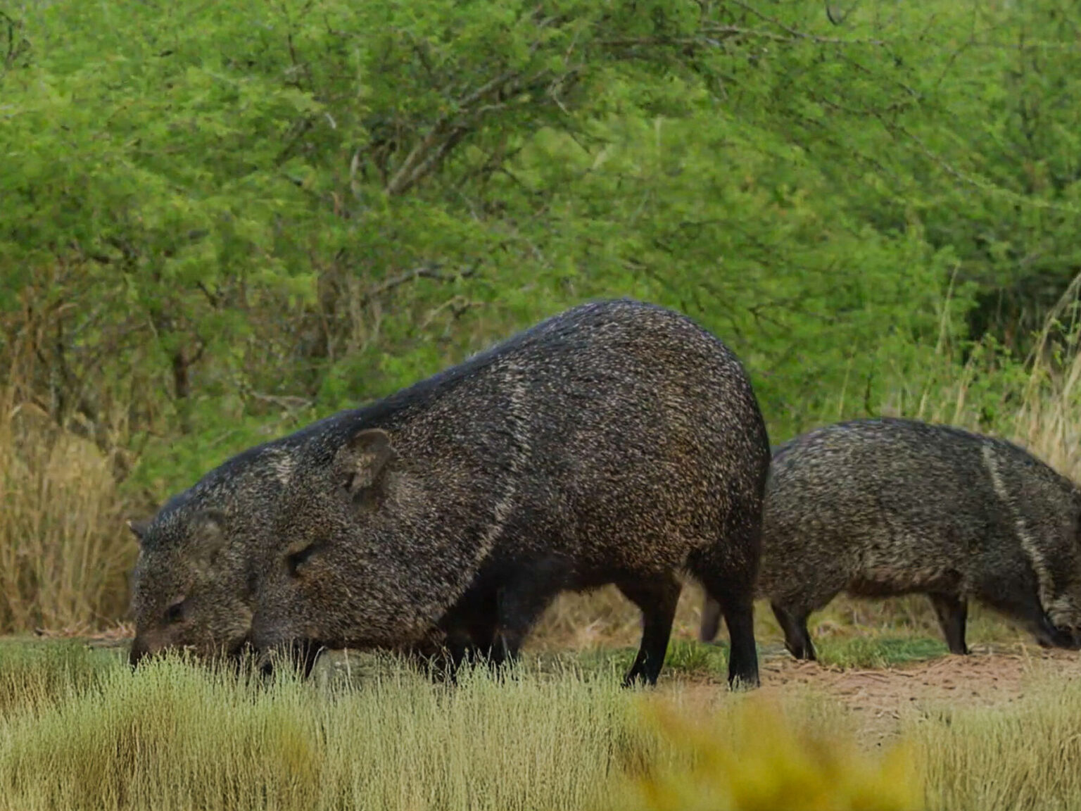 Watch Javelina Fighting In US National Park