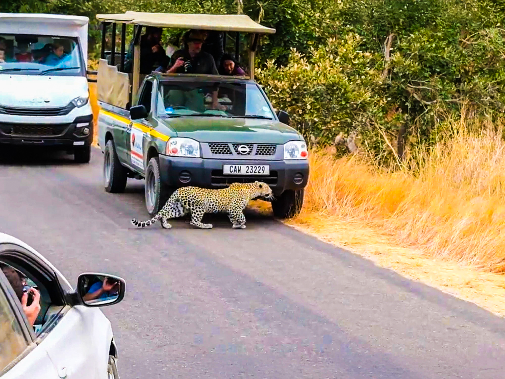 Young Leopard Nails Its First Ever Hunt Like A Pro
