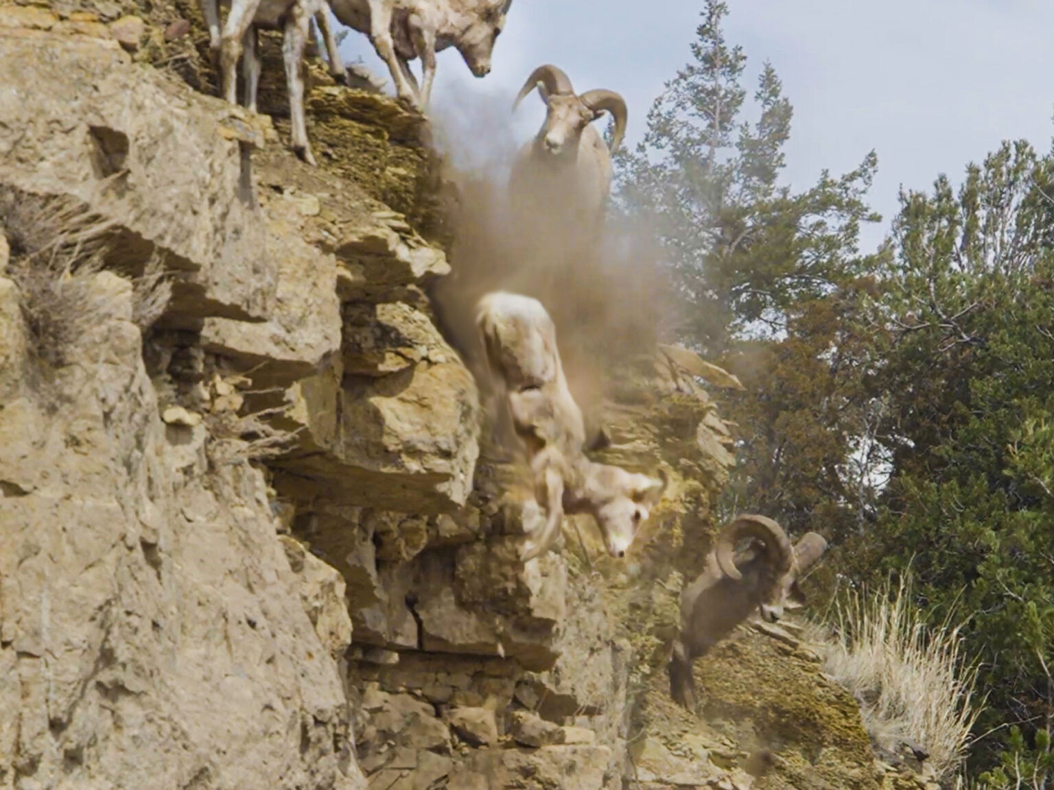 Yellowstone Bighorn Loses Balance And Falls Off A Cliff