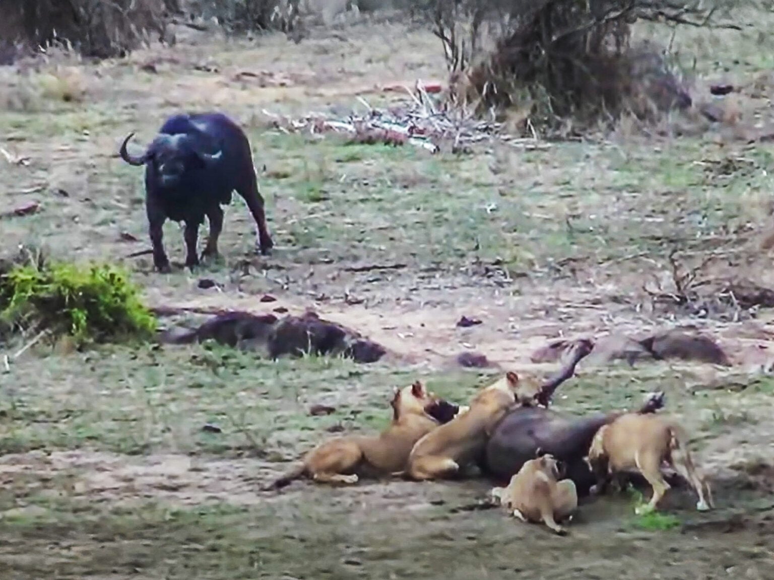 Watch: Lions Attack Buffaloes In Intense Kruger Battle