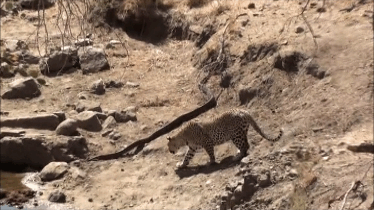 Leopard Attacks Large Python Basking Under The Sun