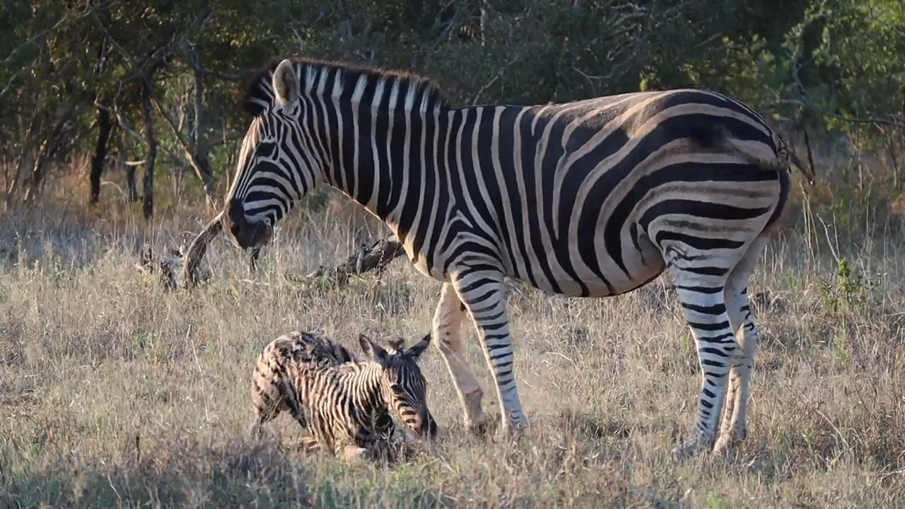 Watch: Newborn Zebra Stands And Walks Moments After Birth