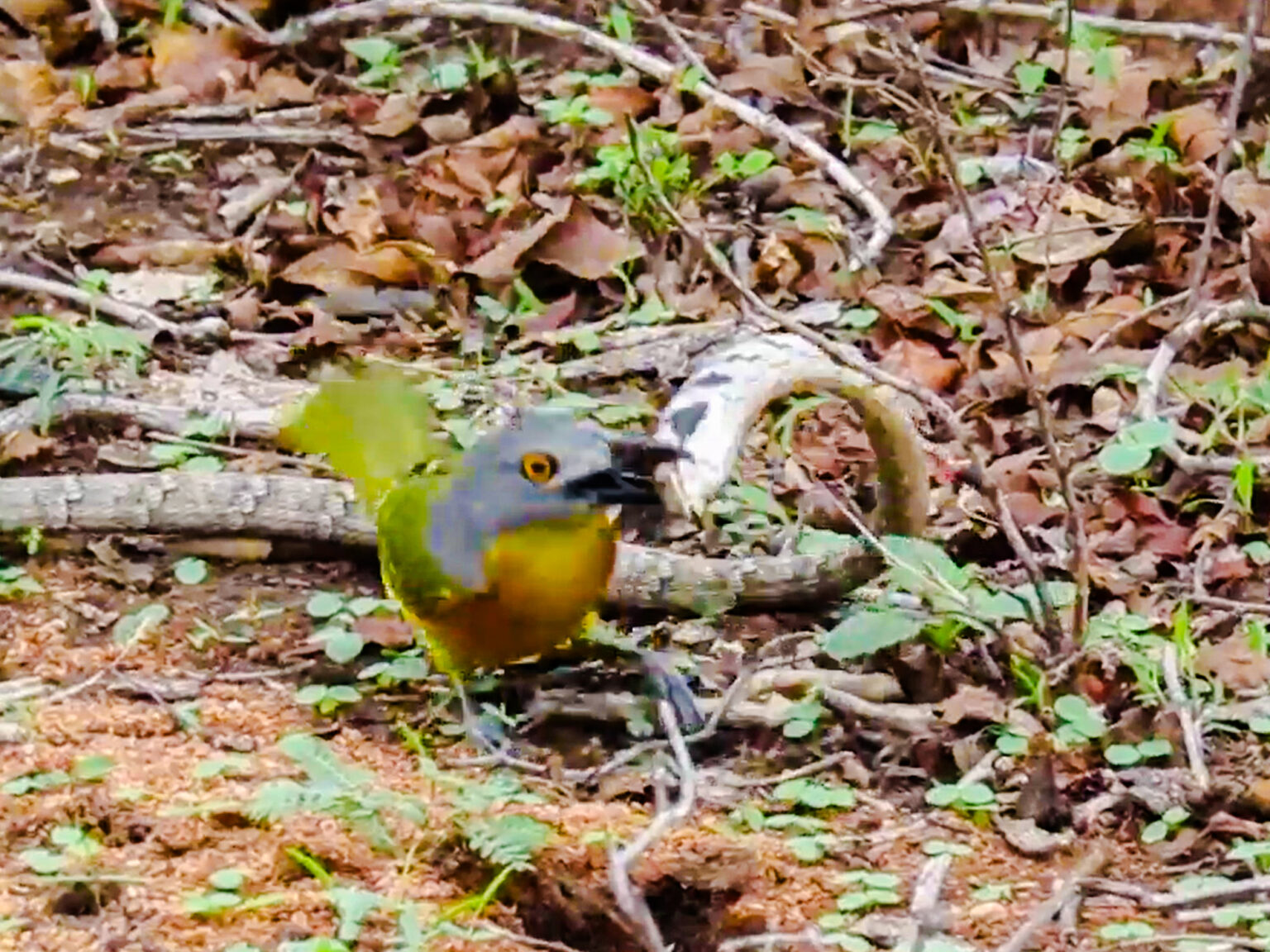 Bird Versus Snake In Ultimate Survival Battle