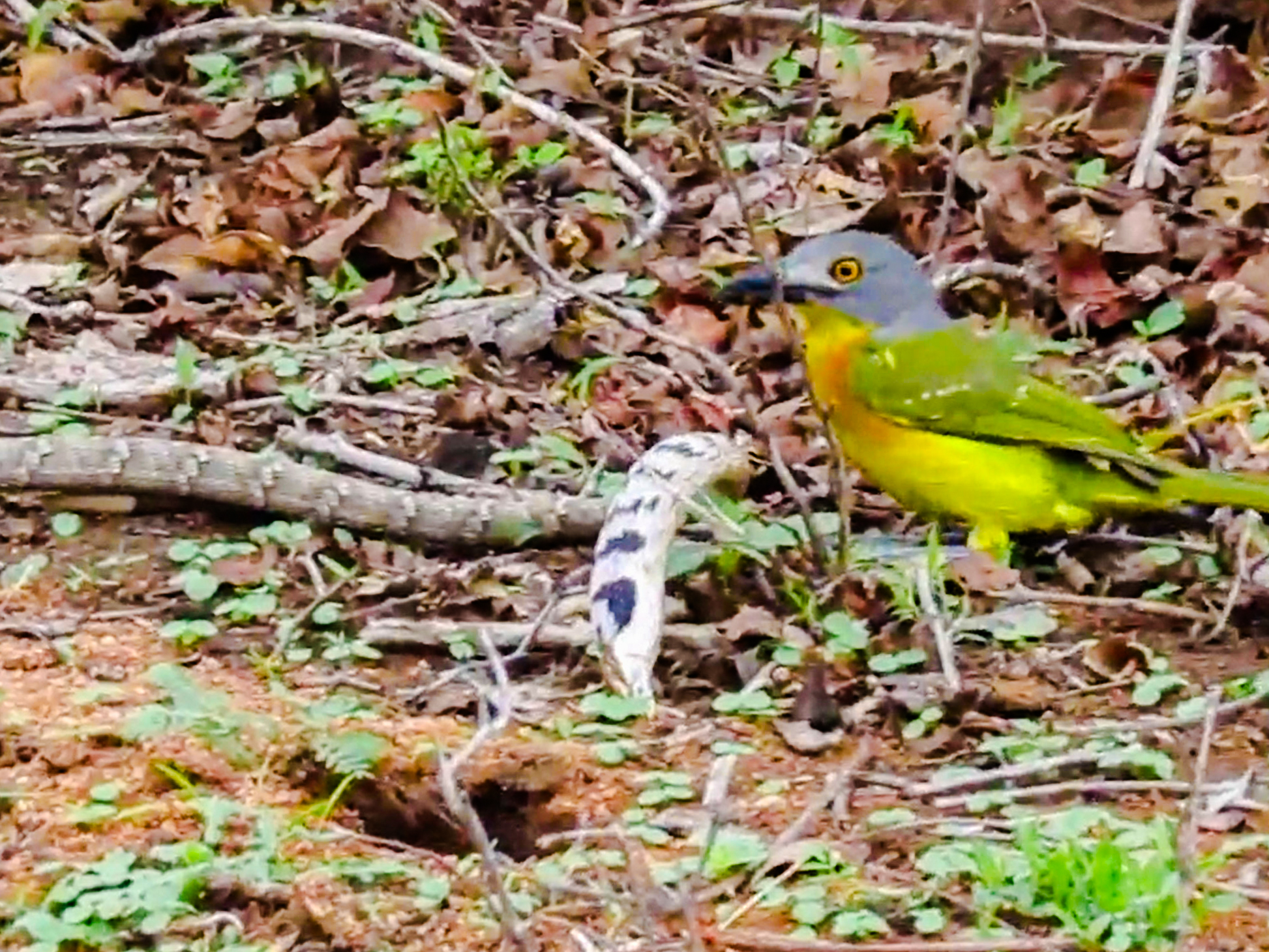 Bird Versus Snake In Ultimate Survival Battle