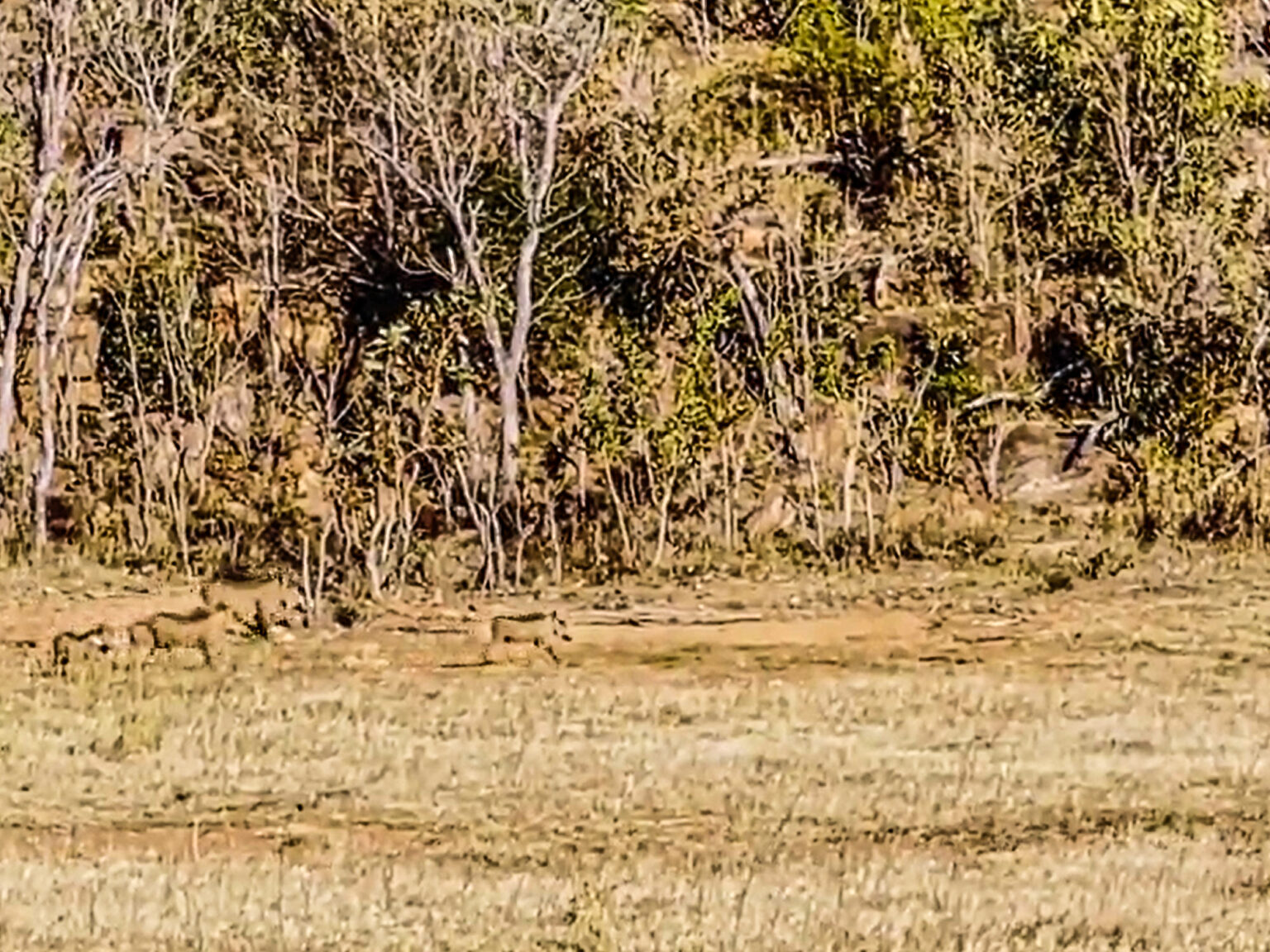 Hunter Becomes Hunted In Dramatic Role Reversal