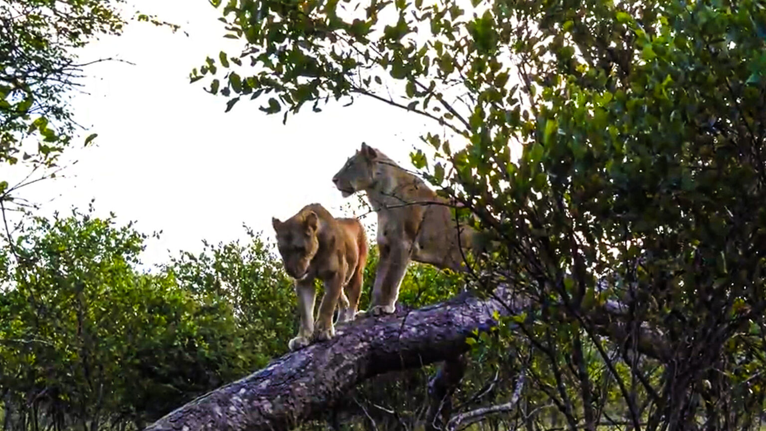 Clumsy Lion Tumbles From Tree Branch