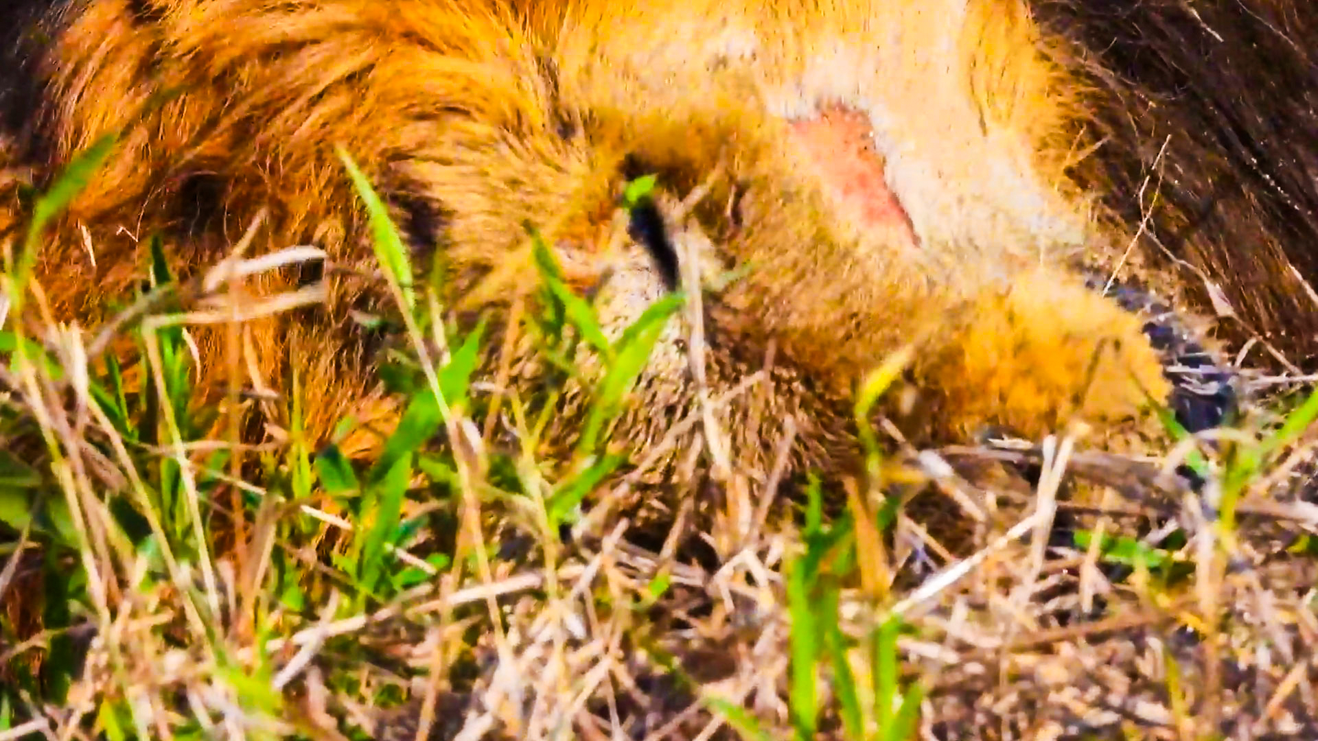 Elephant Finds Dead Lion, Cub Turns Cannibal