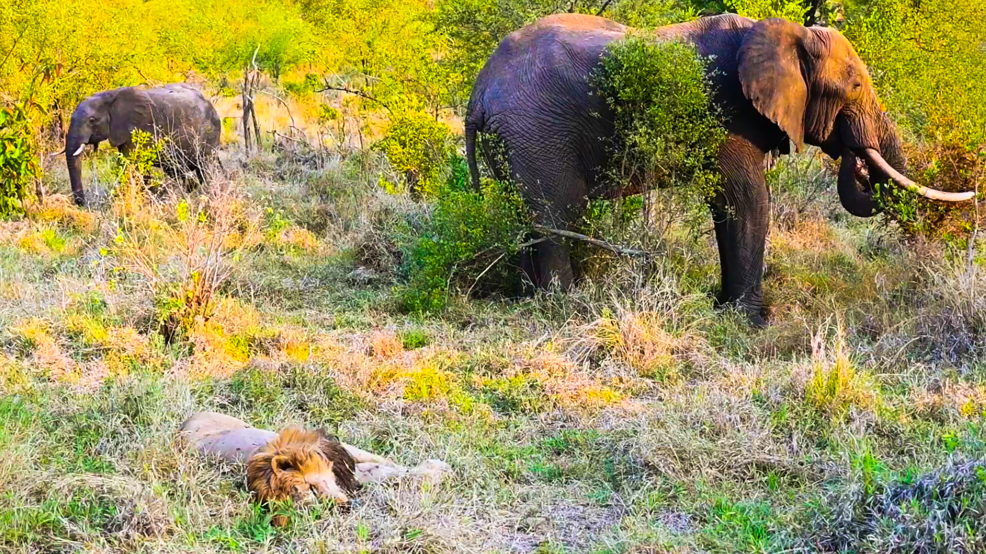 Elephant Finds Dead Lion, Cub Turns Cannibal