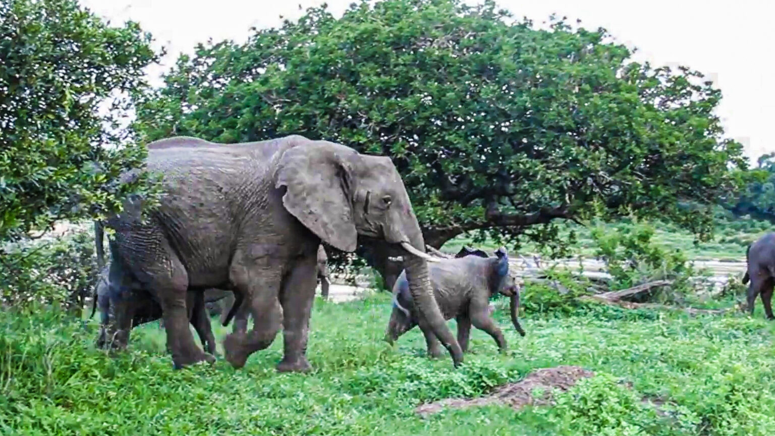 Elephant Herd Forms Circle To Protect Calf
