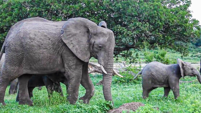 Elephant Herd Forms Circle To Protect Calf