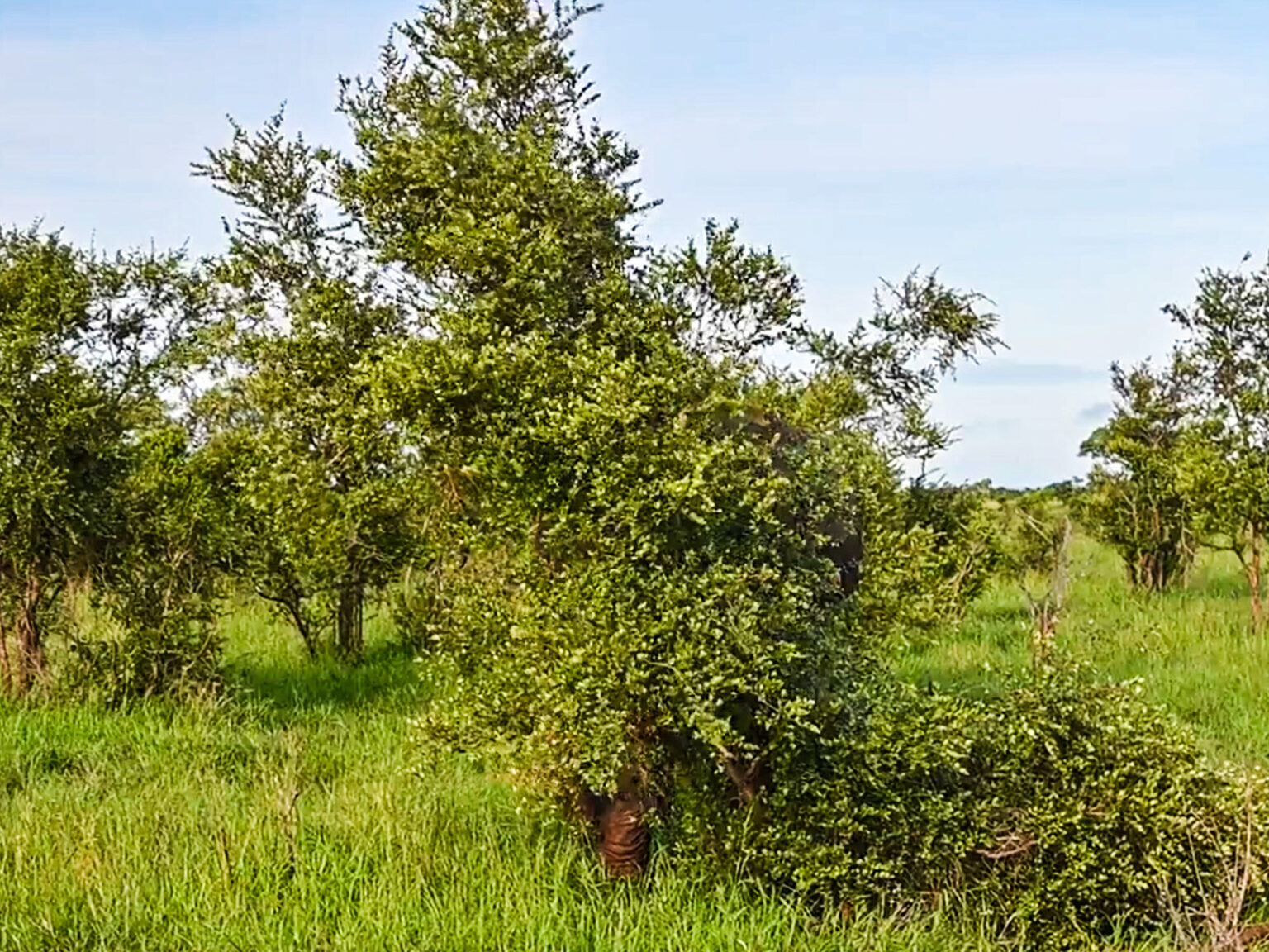 Elephant Hides Behind Tree From Tourists