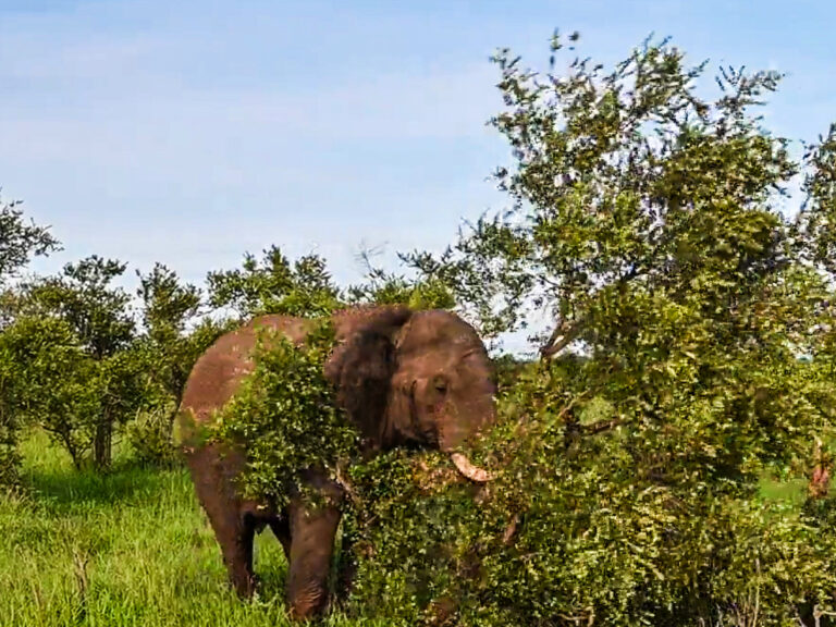 Elephant Hides Behind Tree From Tourists